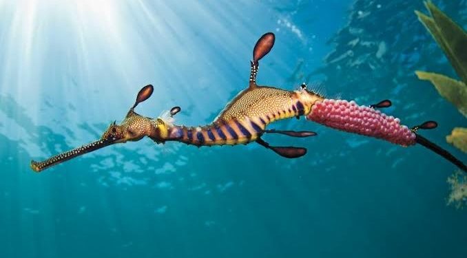 Puluhan Bangkai Spesies Naga Laut Terdampar di Pesisir Australia ...